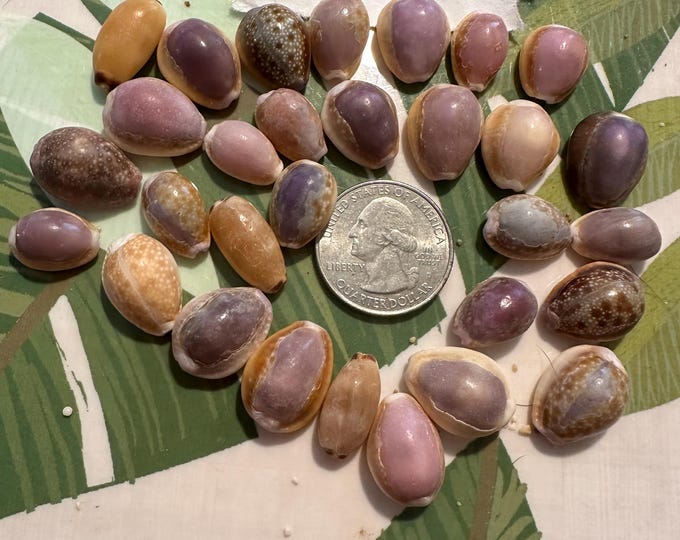 Assorted Hawaiian Cowrie Shells Handpicked From Oahu Beaches Cowry ...
