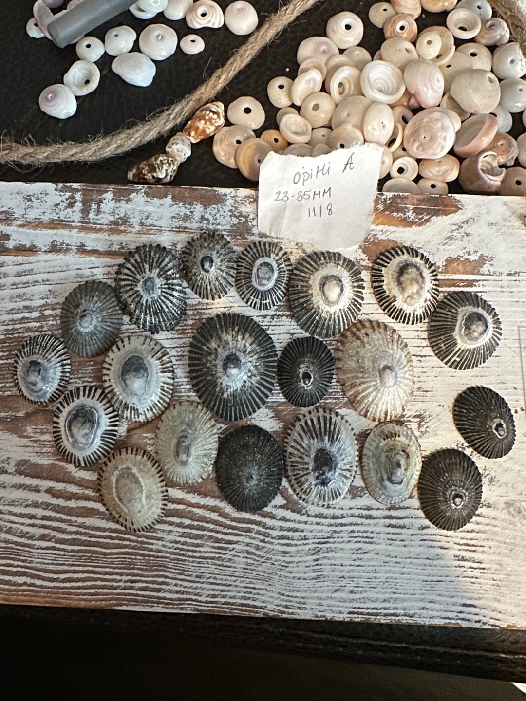 Hawaii Opihi Shells Handpicked From Beach - Etsy