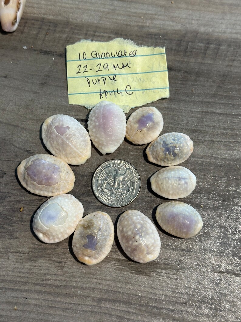 Granulated RARE Hawaii Cowrie Shells - Etsy Australia