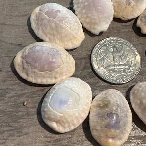 RARE Granulated Hawaii Cowrie Shells Handpicked From Oahu I Beautiful ...