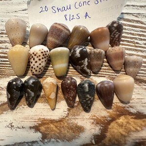 Small Hawaiian Cone Shells Handpicked From Oahu Beaches for Jewelry ...