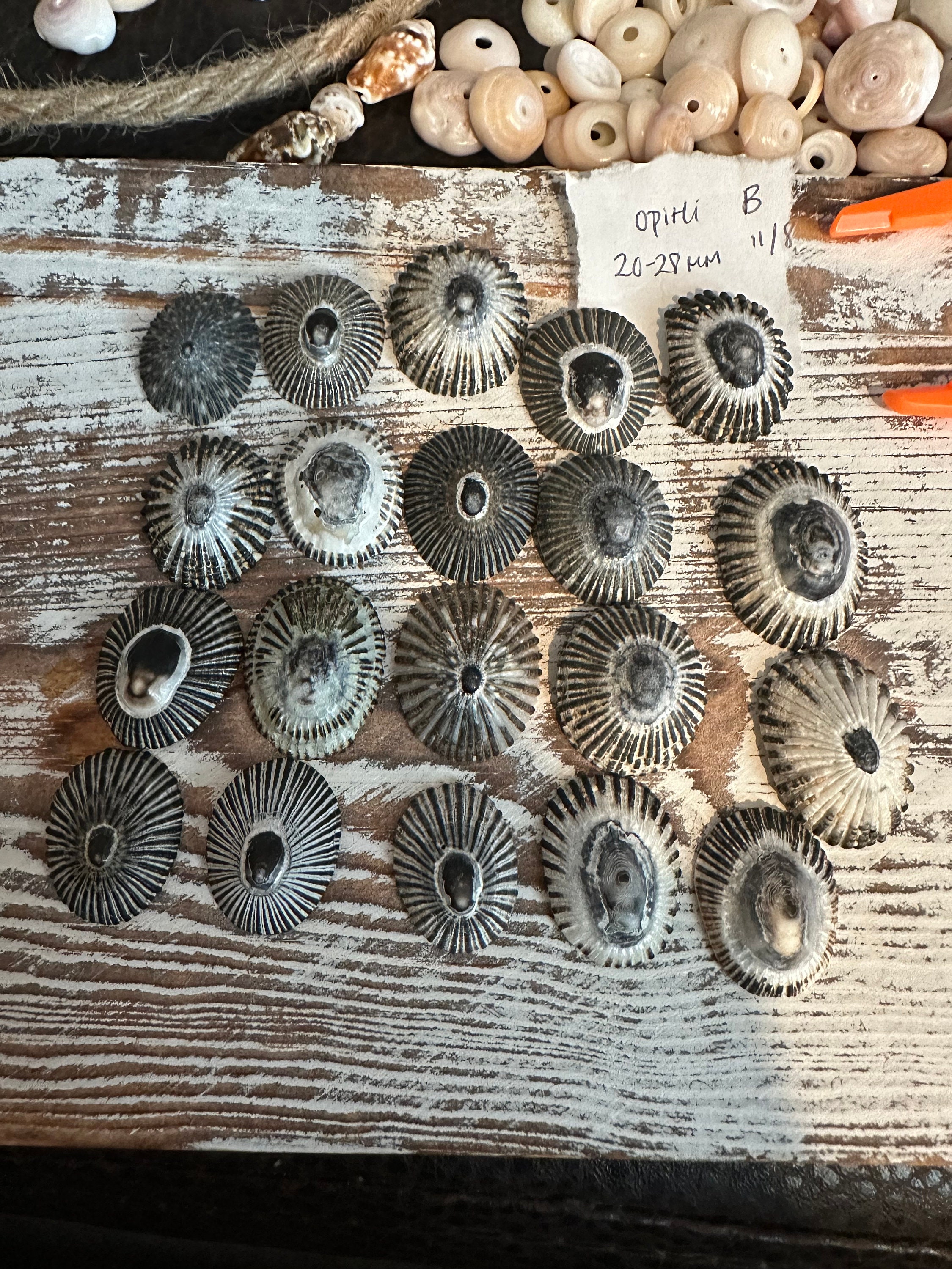 Hawaii Opihi Shells Handpicked From Beach - Etsy