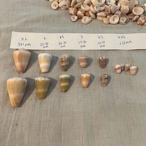 Large Hawaiian Cone Shells Handpicked Natural Authentic Hawaiian Shells ...