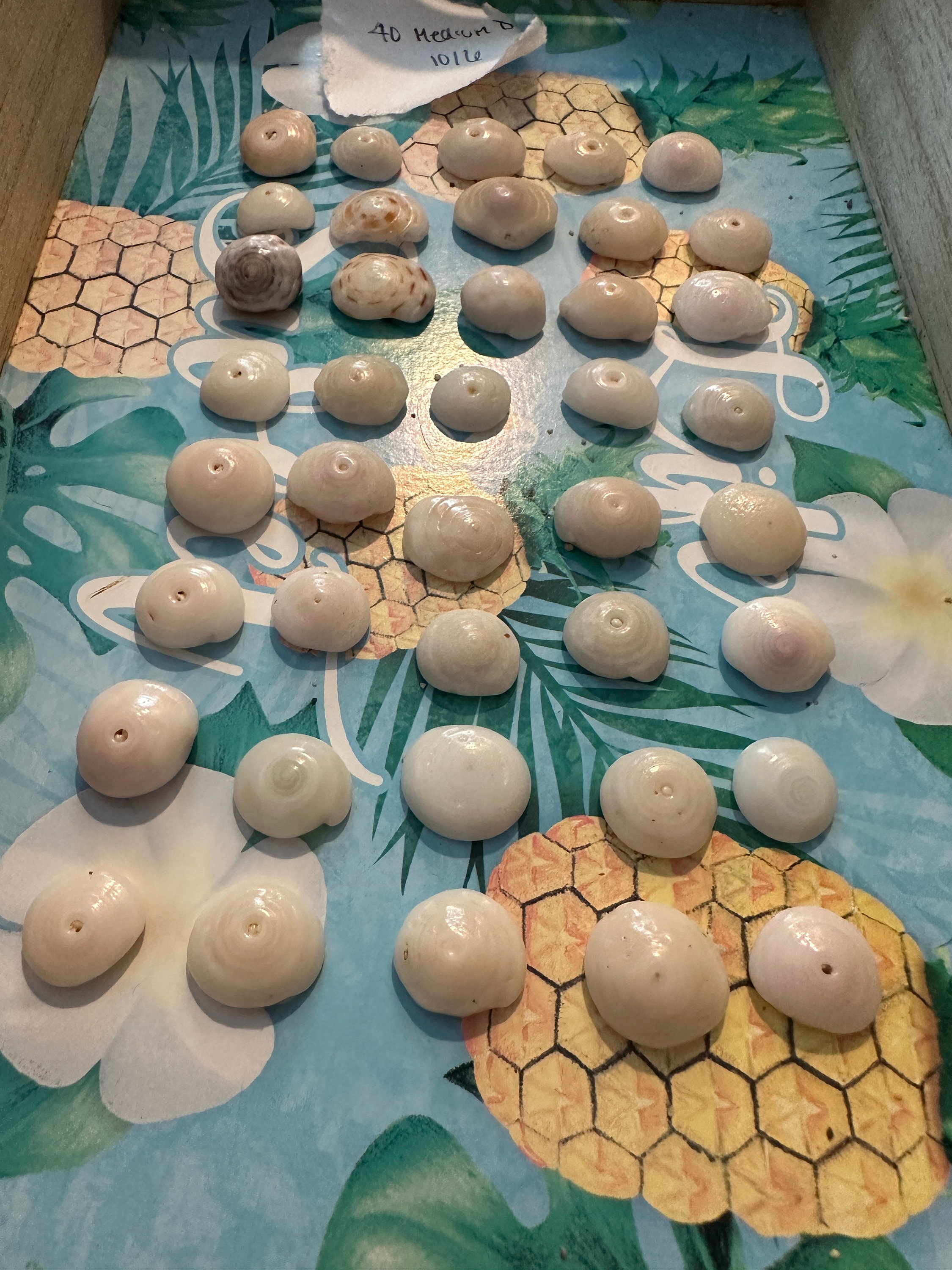 Hawaii Puka Shells Medium Sized Handpicked From Oahu North Shore, Puka ...