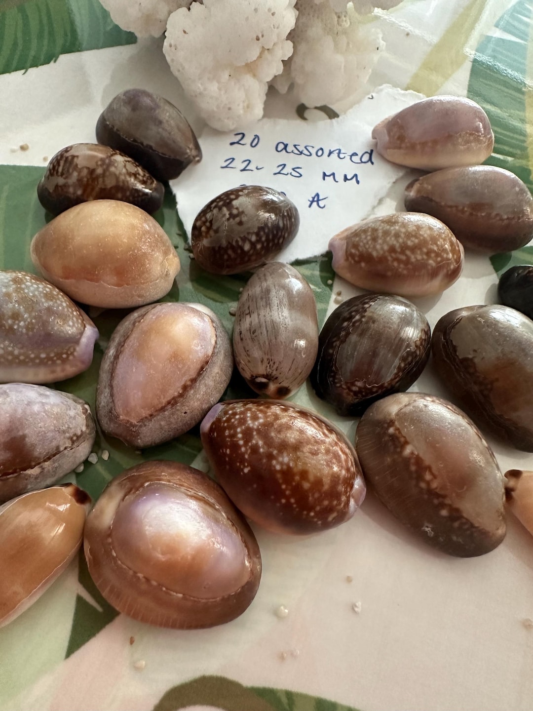 Hawaiian Cowrie Shells Assorted Handpicked From Hawaii Beaches for ...