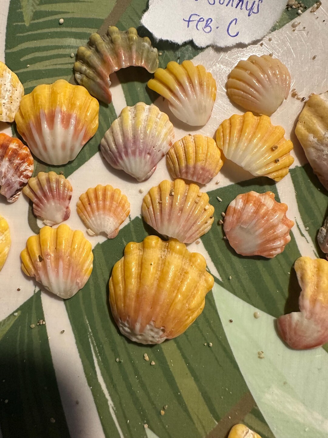 Hawaiian Sunrise Shell Chips for Jewlery Making and Crafts Hawaii Gems ...