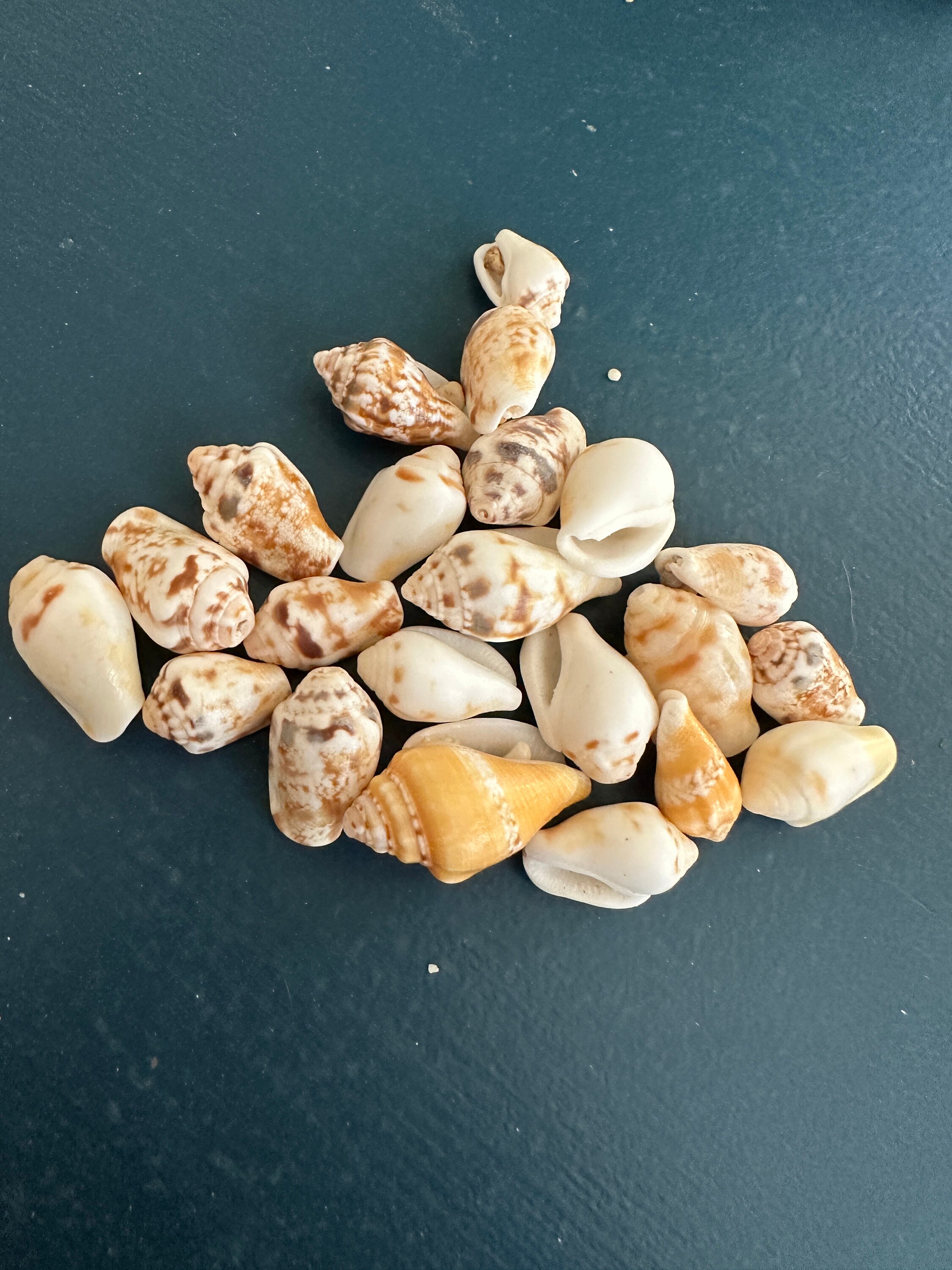 Hawaiian Stromb Shells - Etsy