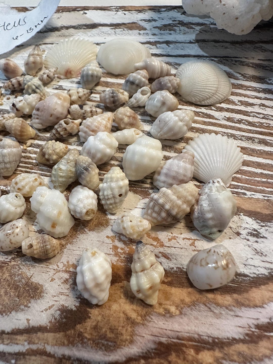Small Hawaiian Shells Assorted for Jewelry and Crafts Handpicked From ...