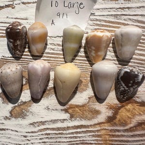 Large Hawaiian Cone Shells Handpicked Natural Authentic Hawaiian Shells ...