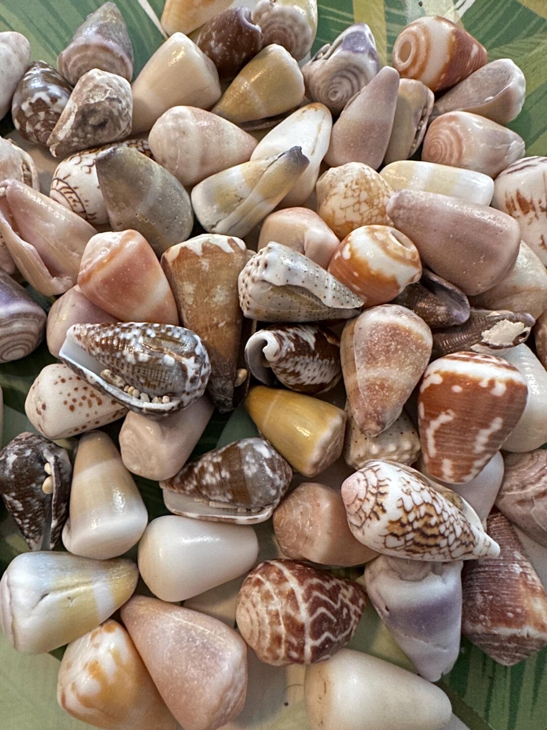 Large Hawaiian Cone Shells Natural Handpicked From Oahu for Bangle ...