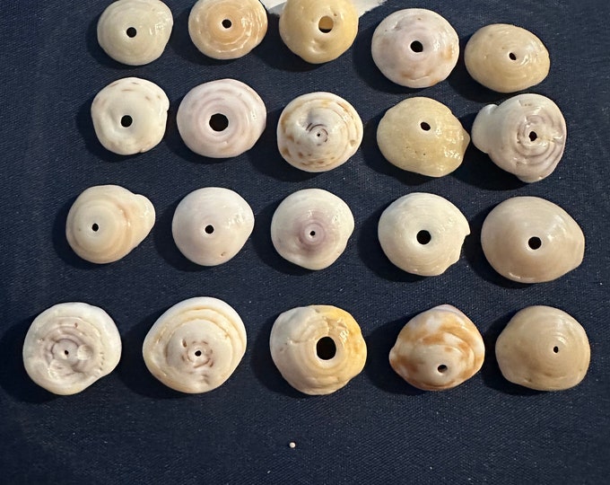 XL Hawaiian Puka Shells Handpicked From Oahu Beaches Eco Friendly ...