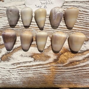 Large Hawaiian Cone Shells Abbreviated Cone Golden Yellow Cat Cone ...