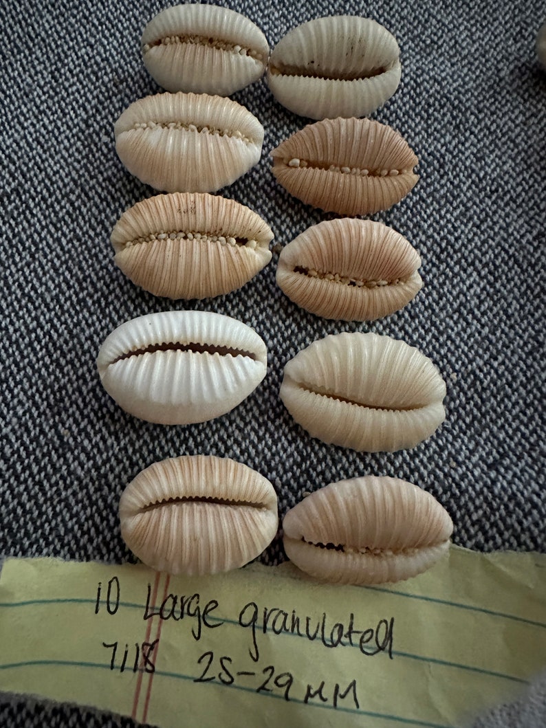 Granulated RARE Cowries Handpicked From Hawaii Beach Hawaiian Shells ...