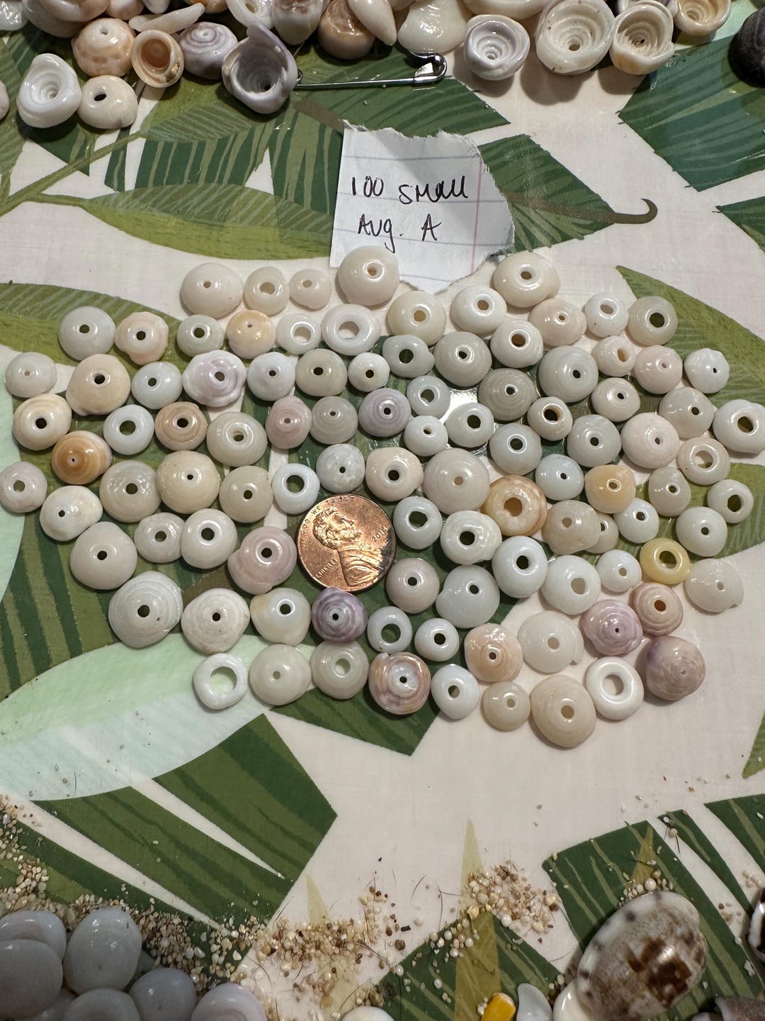Small Hawaiian Puka Shells Bulk All Handpicked From Hawaii North Shore ...
