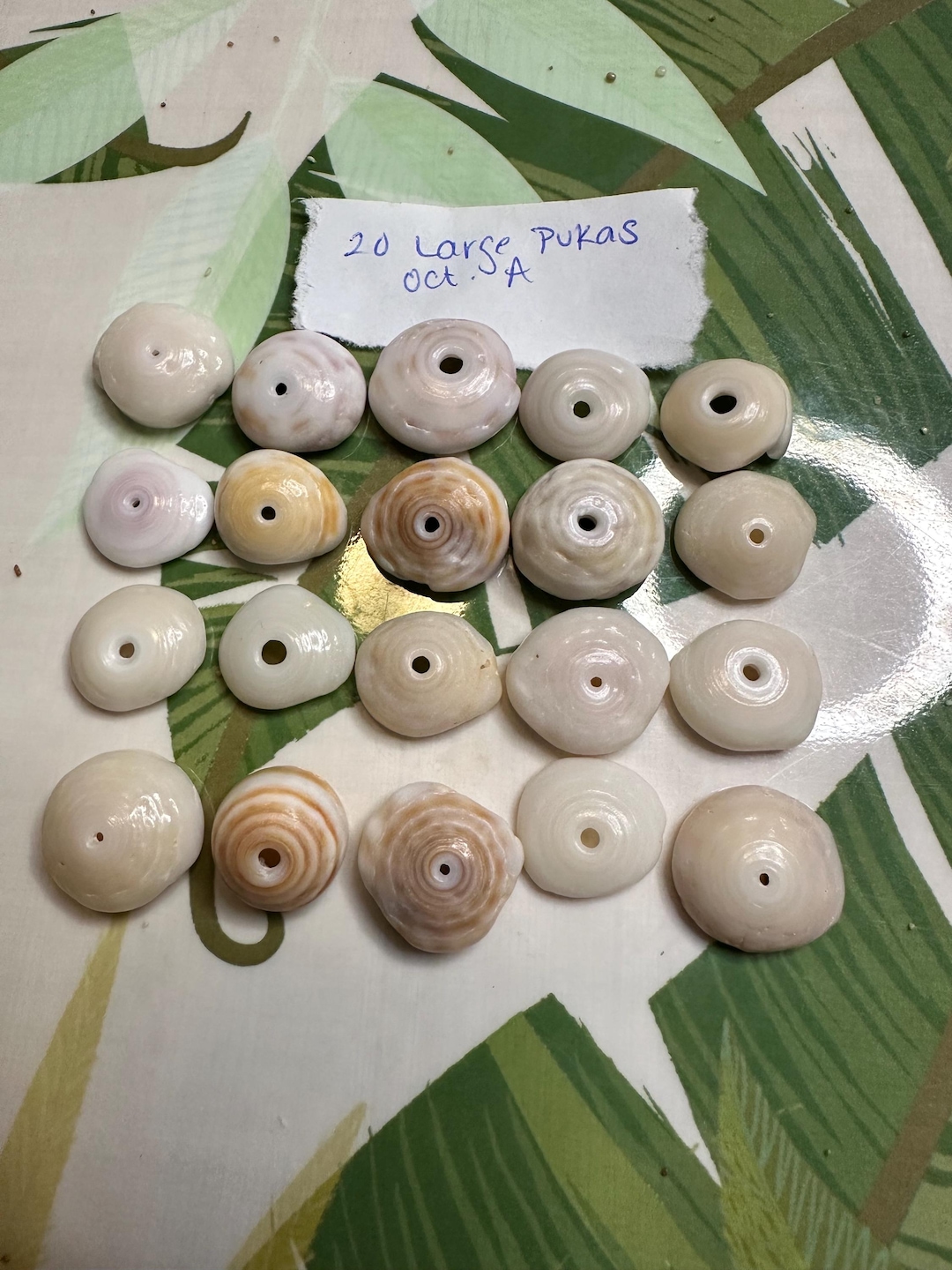 Large Hawaiian Puka Shells Handpicked From Oahu North Shore for Crafts ...