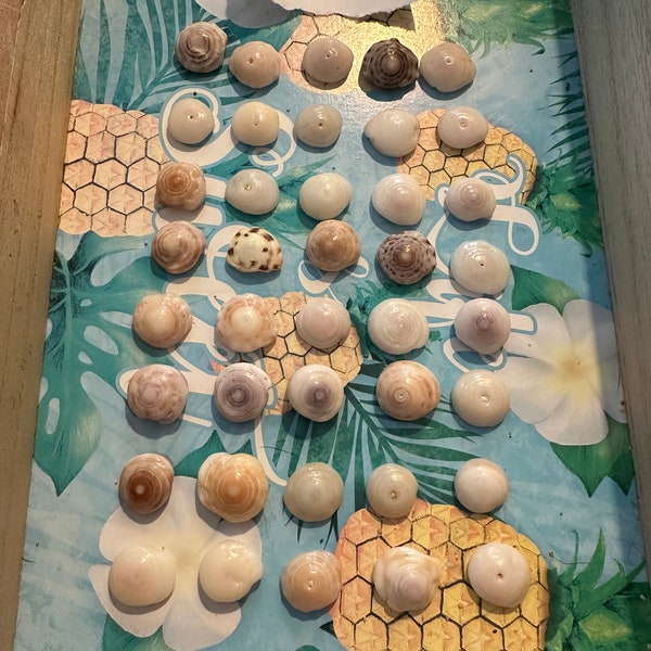 Puka Shells - Etsy
