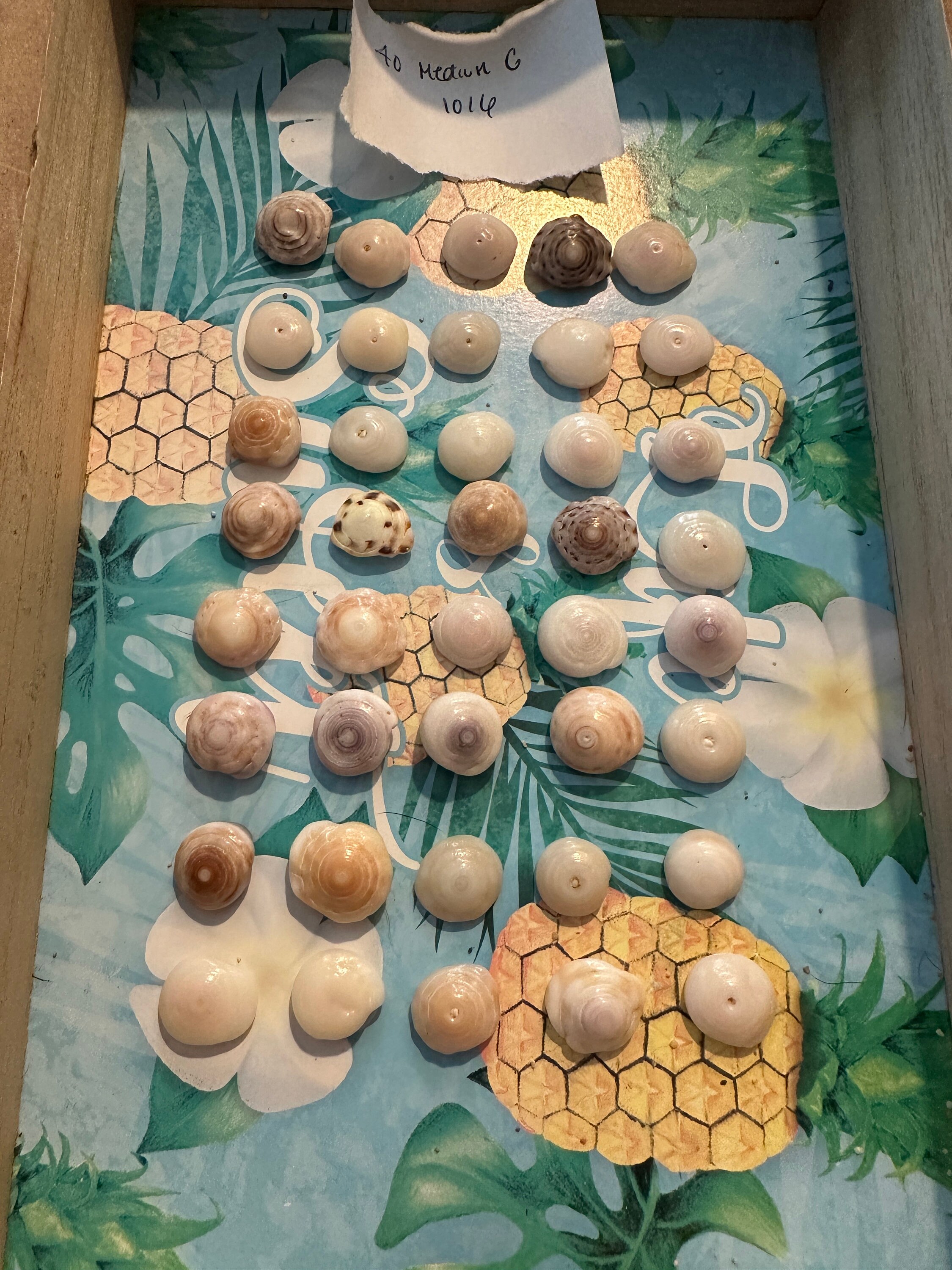 Hawaii Puka Shells Medium Sized Handpicked From Oahu North Shore, Puka ...