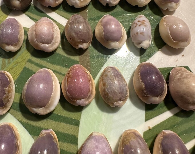 Assorted Hawaiian Cowrie Shells Handpicked Natural Hawaii Shells for ...