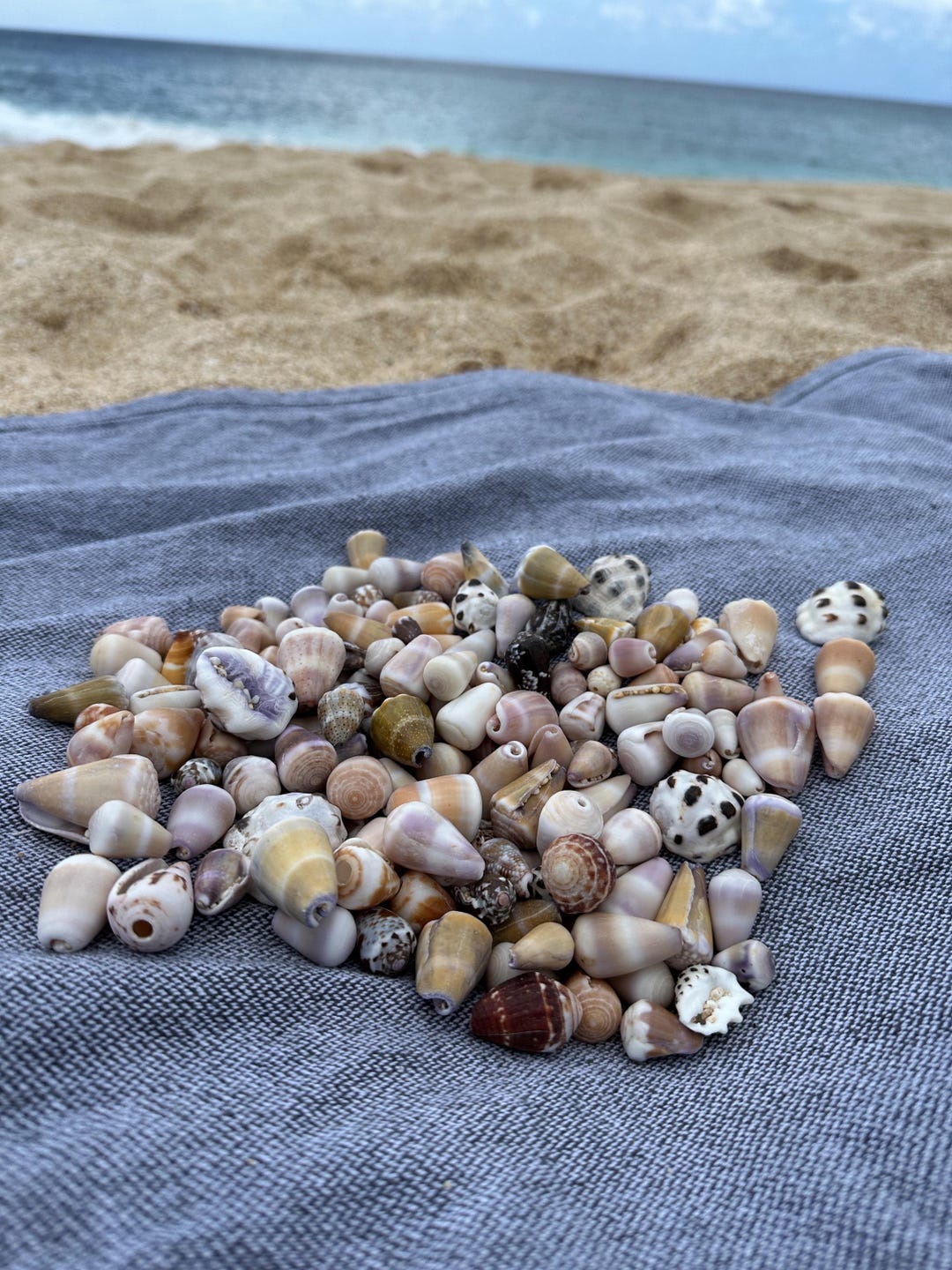 Small Hawaiian Cone Shells Handpicked From Oahu Beaches for Jewelry ...