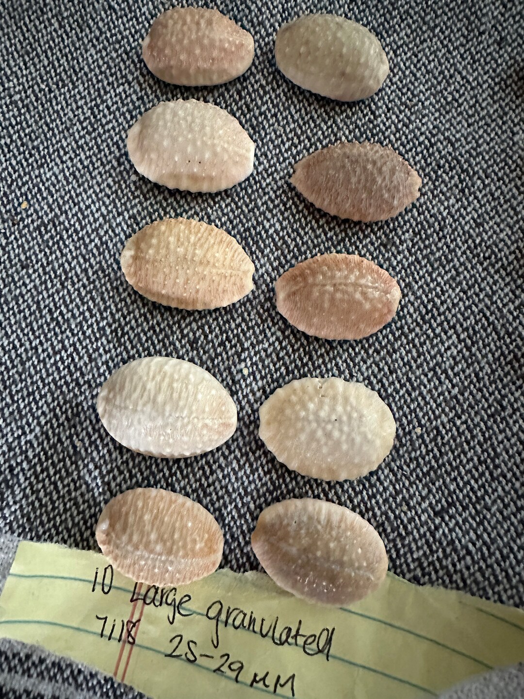 Granulated RARE Cowries Handpicked From Hawaii Beach Hawaiian Shells ...
