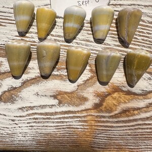 Large Hawaiian Cone Shells Abbreviated Cone Golden Yellow Cat Cone ...