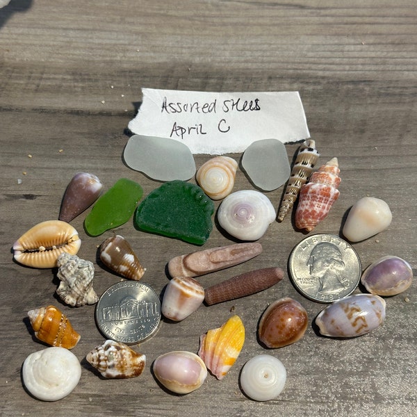 Hawaiian Sea Shell - Etsy