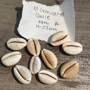 RARE Granulated Hawaii Cowrie Shells Handpicked From Oahu I Beautiful ...