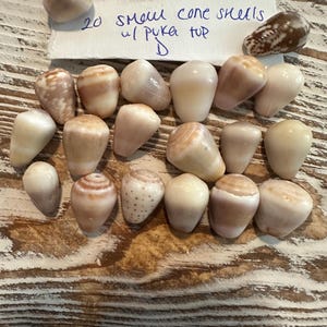 Small Hawaiian Cone Shells Handpicked From Oahu Beaches for Jewelry ...