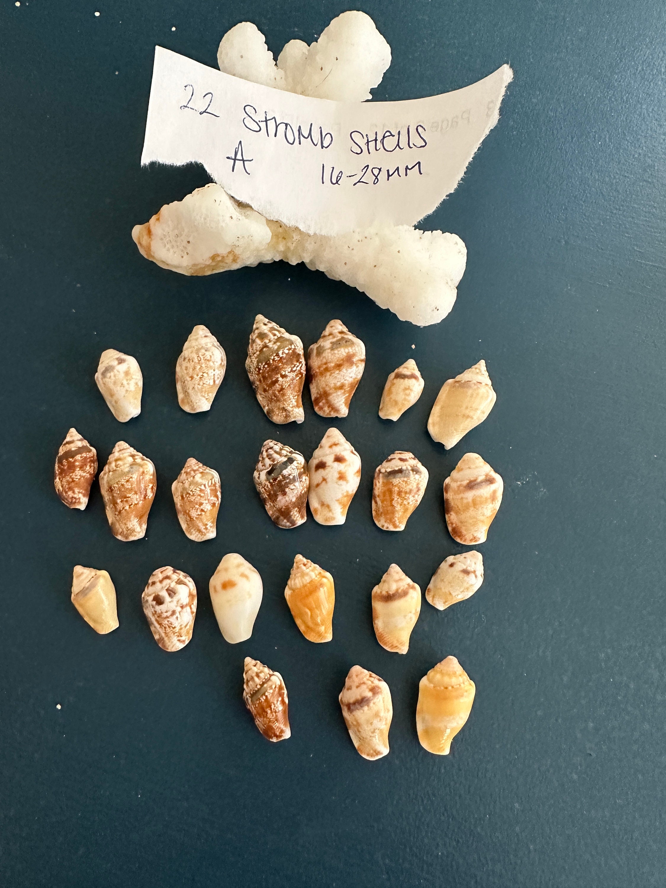 Hawaiian Stromb Shells - Etsy