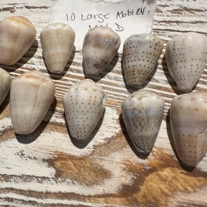 Large Hawaiian Cone Shells Abbreviated Cone Golden Yellow Cat Cone ...