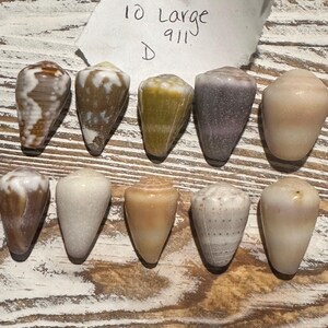 Large Hawaiian Cone Shells Handpicked Natural Authentic Hawaiian Shells ...