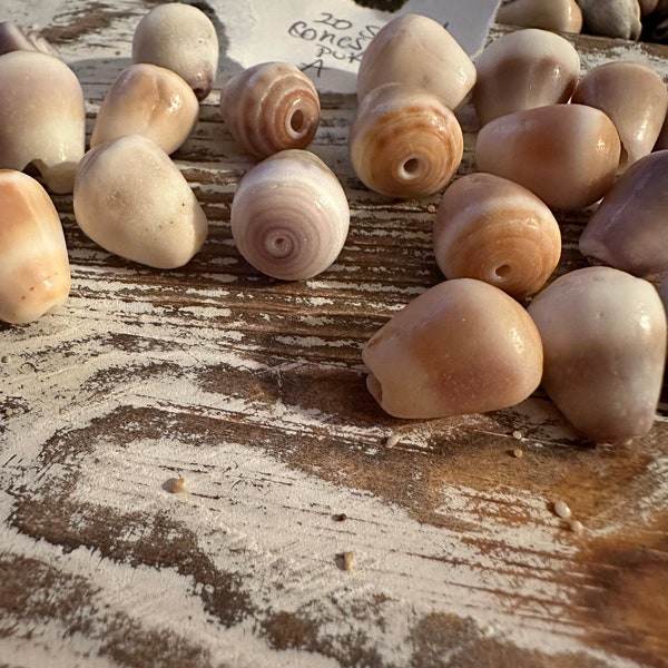 Hawaiian Cone Shell - Etsy