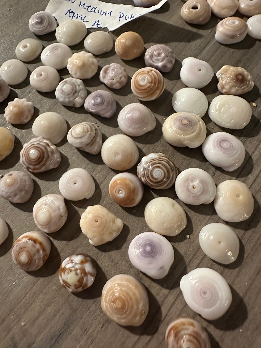 Beautiful Medium Hawaiian Puka Shells Handpicked From Oahu for Jewelry ...
