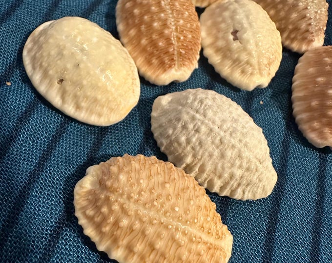 Granulated RARE Cowries Shells Handpicked From Hawaii Beaches North ...