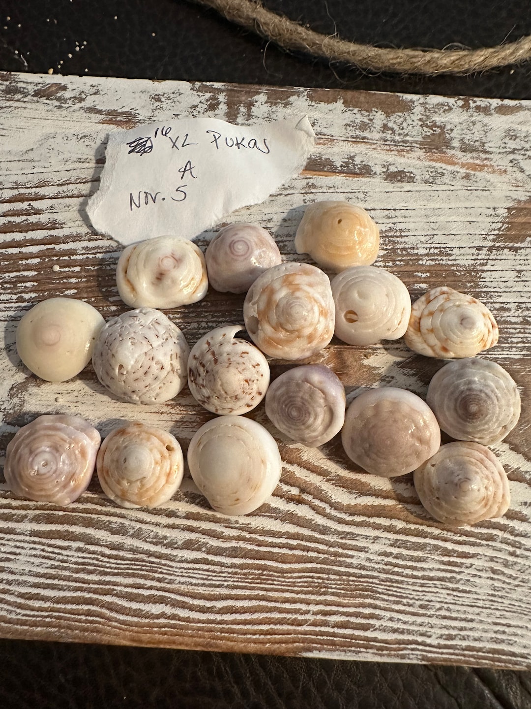 XL Hawaiian Puka Shells Handpicked From Oahu - Etsy