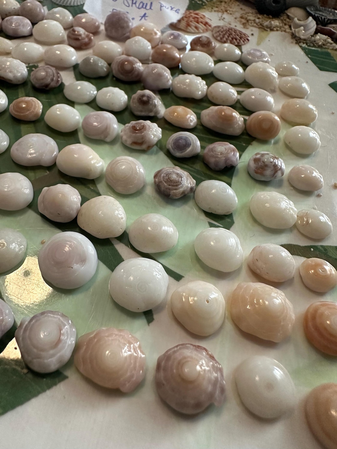 100 Small Hawaiian Puka Shells Handpicked From Oahu Beaches for Jewlery ...