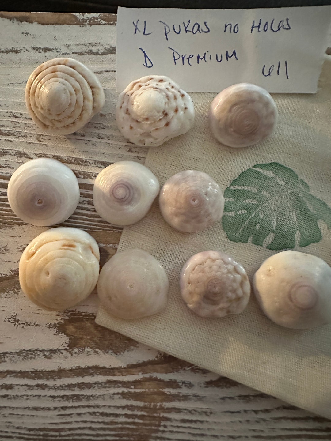 XL Hawaiian Handpicked Puka Shells From North Shore Rare Large Bulk ...