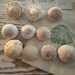 Small Hawaiian Cone Shells Handpicked From Oahu Beaches for Jewelry ...