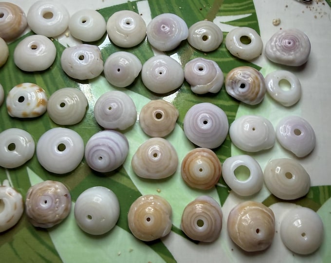 50 Medium Puka Shells Handpicked From Hawaii Beaches for Jewelery ...