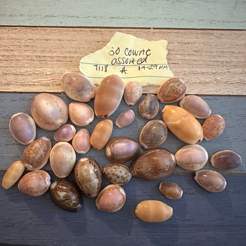 30 Assorted Cowrie Packs From Hawaii Handpicked Hawaiian Shells Sea ...