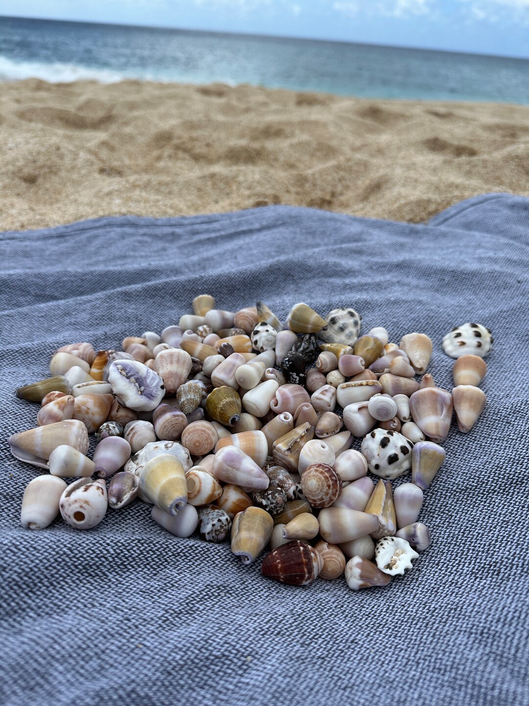 XL Hawaiian Cone Shells Handpicked From North Shore Oahu for Decoration ...
