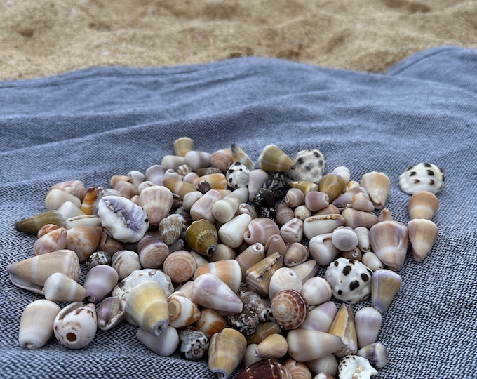 XL Hawaiian Cone Shells Handpicked From North Shore Oahu for Decoration ...