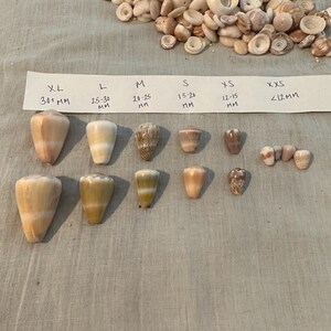 Small Hawaiian Cone Shells Handpicked From Oahu Beaches for Jewelry ...