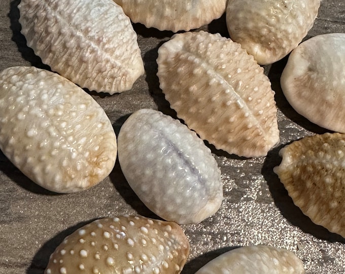 RARE Granulated Hawaii Cowrie Shells Handpicked From Oahu I Beautiful ...