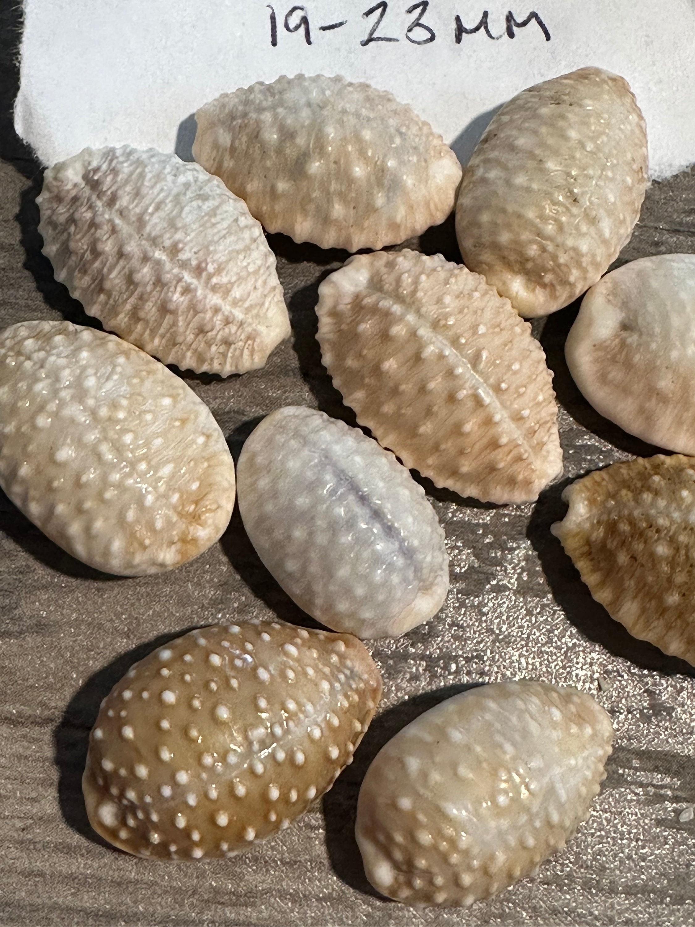 RARE Granulated Hawaii Cowrie Shells Handpicked From Oahu I Beautiful ...