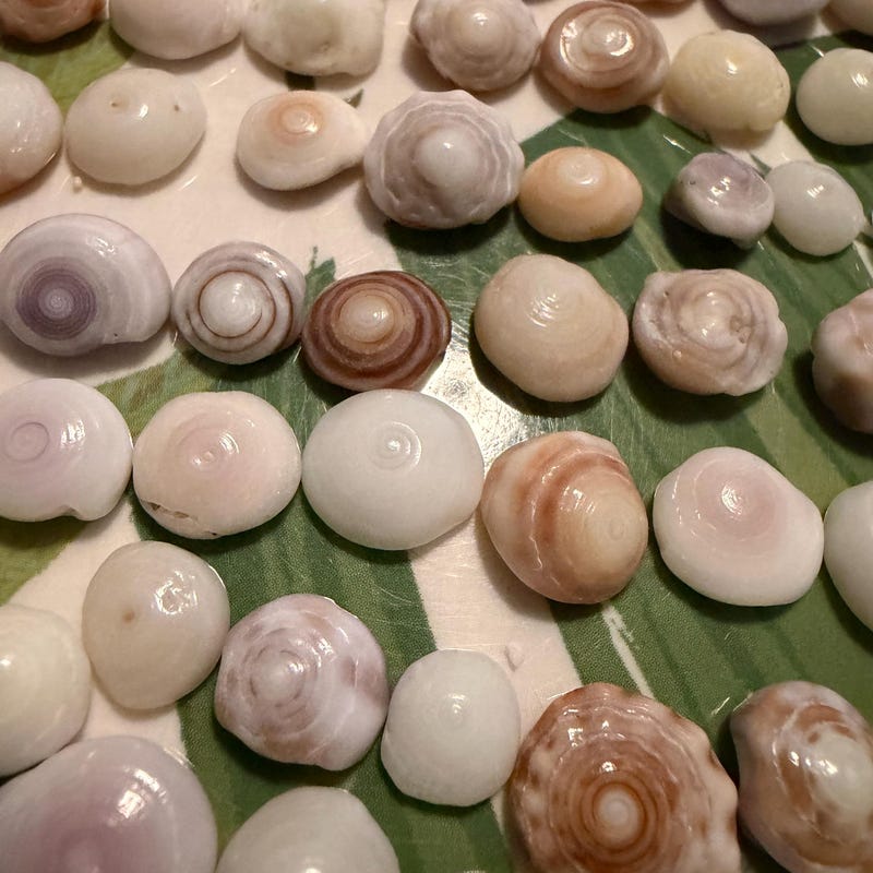 Shell Earrings Puka - Etsy