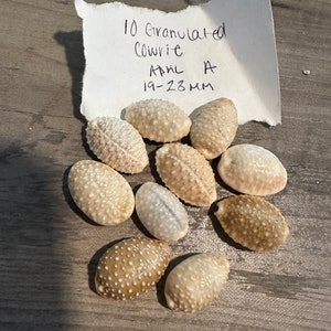 RARE Granulated Hawaii Cowrie Shells Handpicked From Oahu I Beautiful ...