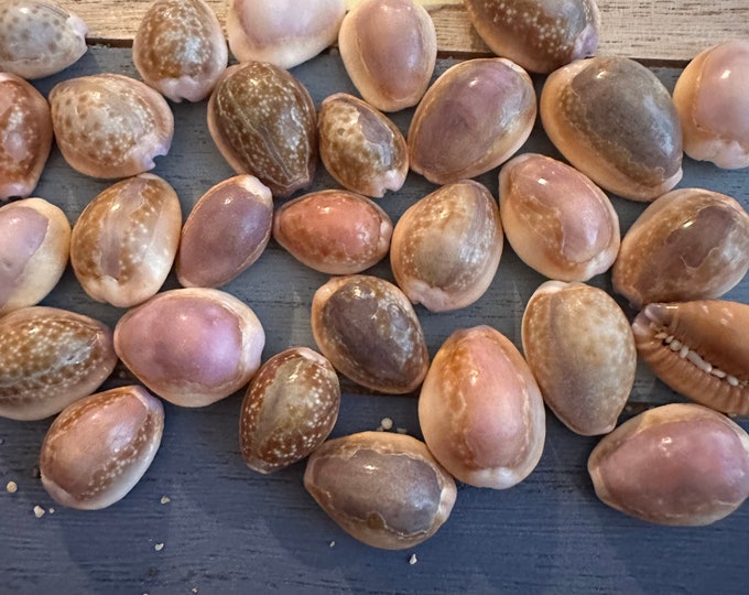 30 Assorted Cowrie Packs From Hawaii Handpicked Hawaiian Shells Sea ...