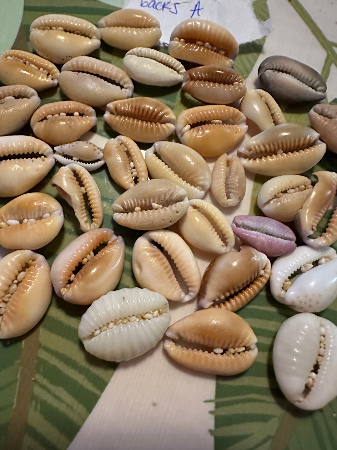 Assorted Hawaii Cowrie Shell Natural Sea Shell Granulated Shell Bead
