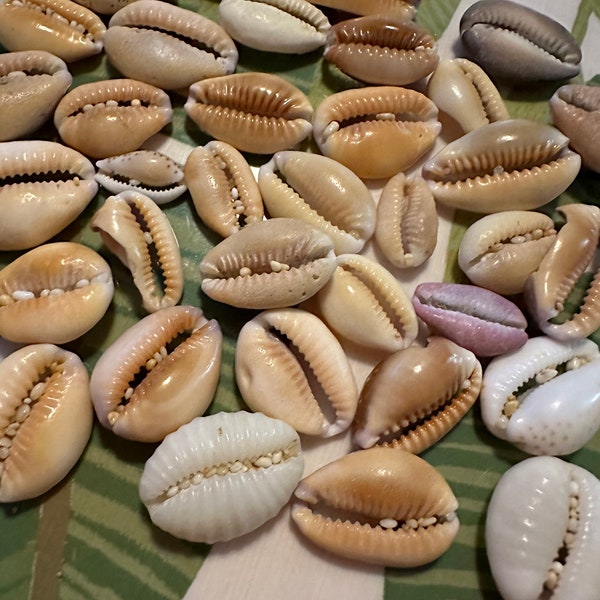 Hawaii Shells Bulk - Etsy